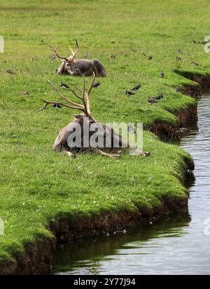 The Père David's deer (Elaphurus davidianus), also known as the milu or ...