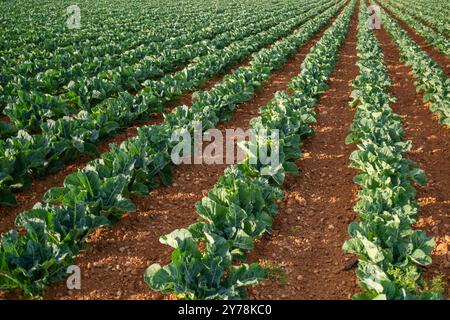 cabbage growing in the field in rows during end of summer Stock Photo ...