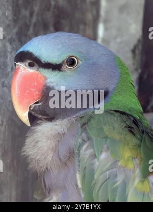Lord Derby's parakeet, Derbyan parakeet, Chinasittich, Perruche de ...