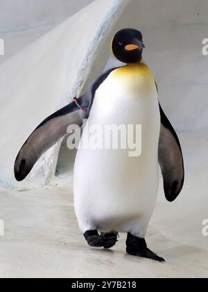 King penguin, Königspinguin, Manchot royal, Aptenodytes patagonicus ...