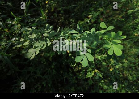 Discover the Senna Tora, a vibrant plant with a rich history of ...