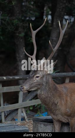 Sardinian deer, close-up of a young Sardinian deer, Montevecchio arbus ...