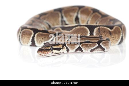 Royal Python snake in studio against white background Stock Photo - Alamy