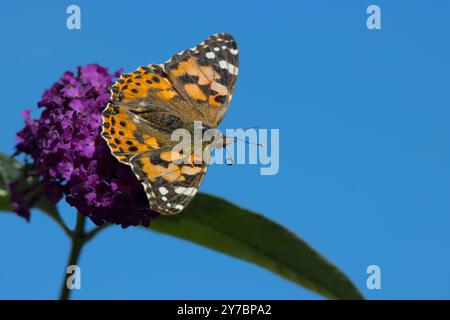 Painted Lady Butterfly Coiled Proboscis Stock Photo - Alamy