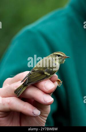 Yellow-browed Leaf Warbler on branch grass Stock Photo - Alamy