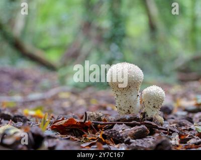 puff ball fungi on southampton common Stock Photo - Alamy