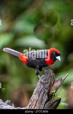 Crimson-collared Tanager (Ramphocelus sanguinolentus) male, Costa Rica ...