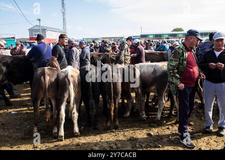 Kyrgyzstan, Karakol, cattle market Stock Photo - Alamy