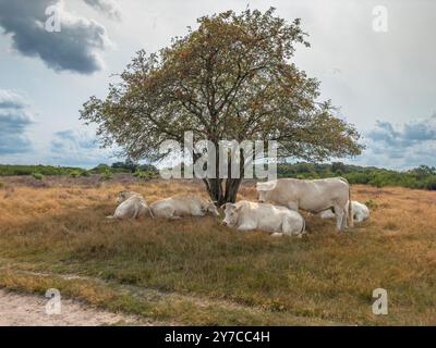 Cows lie on a meadow in Benzingerode, Germany, Wednesday, June 10, 2026 ...