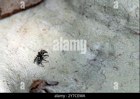 Agave Jumping Spider (Paraphidippus basalis Stock Photo - Alamy