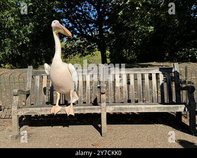 The pelicans of St. James's Park enjoying a preen in the beautiful ...