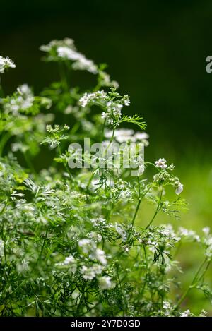 Coriander flower blooming in the coriander field. Coriander is an ...