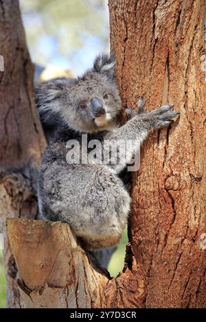 Koala (Phascolarctos cinereus), subadult, half-grown juvenile, portrait ...