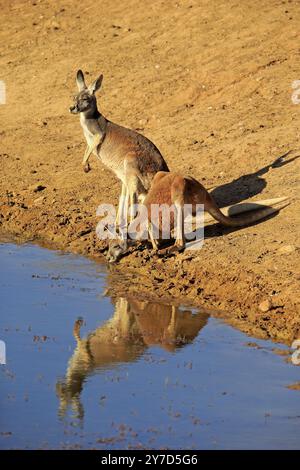 Red Kangaroos (Macropus rufus) at watering hole, Australia (Megaleia rufa Stock Photo - Alamy