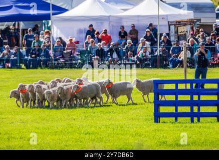 Male dog handler herding sheep at the Meeker Classic Sheepdog ...