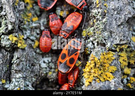 Pyrrhocoris apterus firebug with red and black markings crawling on ...