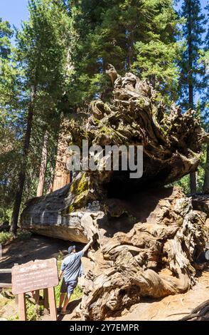 A Giant Sequoia tree in Michigan public park low angle close up nobody ...