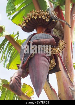 Red Dacca Banana Tree flower stalk or branch, bracts curling back to ...