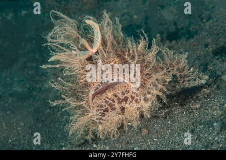 Hairy frogfish displays its Illicium and Esca Stock Photo - Alamy