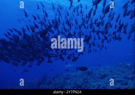 Hundreds of fish swim through the Fakarava pass connecting the open ...