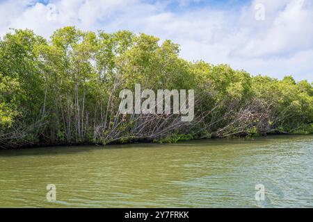 Landscape with mangrove trees along Chavon river, La Romana, Dominican ...
