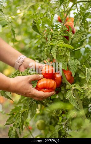 A hand is holding a large, red tomato while standing in a garden. Green ...