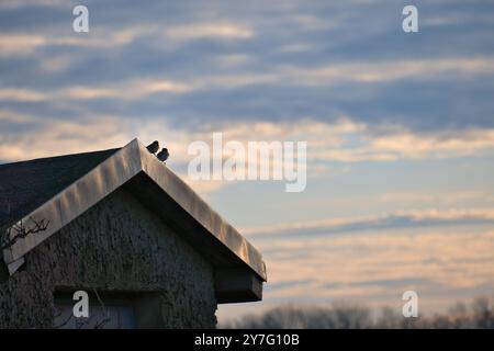 Two sparrows sitting on an eaves. Animal photo of birds from nature ...