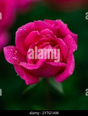 Garden with small trees growing up Stock Photo - Alamy