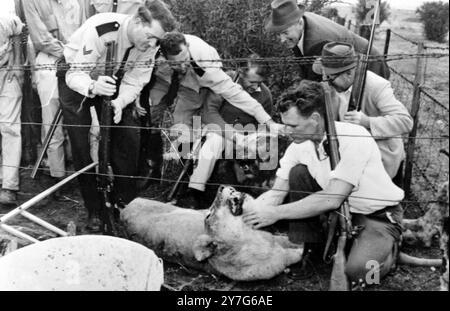 ADELAIDE CIRCUS 4 LIONS ESCAPED AND KILLED MAN IN AUSTRALIA ; 22 ...