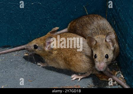 adult house mice Stock Photo - Alamy