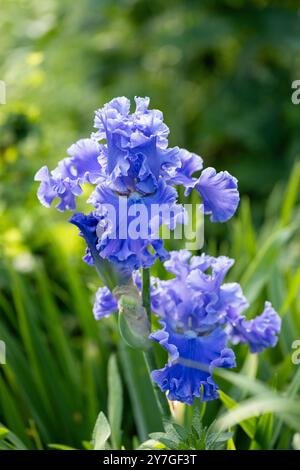 Iris 'BALTIC SEA' is a Tall Bearded Iris with blue flowers Stock Photo ...