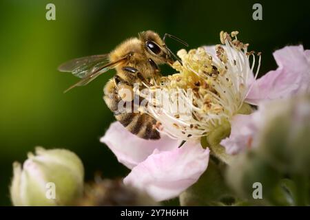 Bee collecting pollen on blossoming almond in early spring on a blue ...