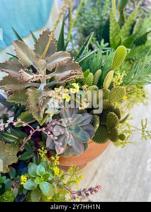 Colorful succulents in pots on display in a garden setting Stock Photo ...