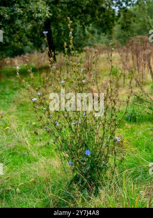 Light blue flower of common chicory (Cichorium intybus) close up Stock ...
