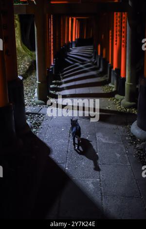 Exploring Fushimi Inari Taisha temple at night, Kyoto, Japan Stock ...