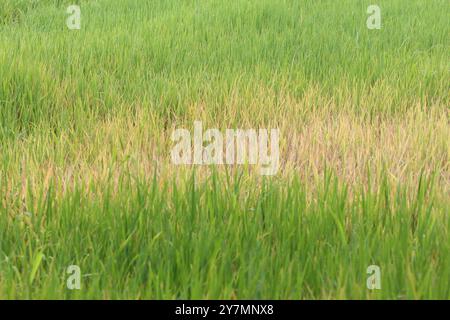 Rice plants about four months old that are infested with pests, Brown ...