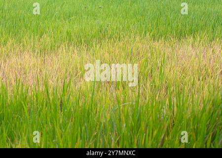 Rice plants about four months old that are infested with pests, Brown ...