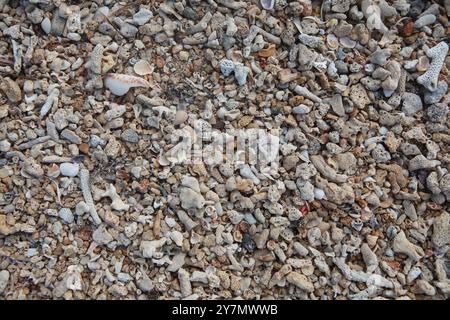 Beach sand crushed seashell background texture, colorful beautiful ...