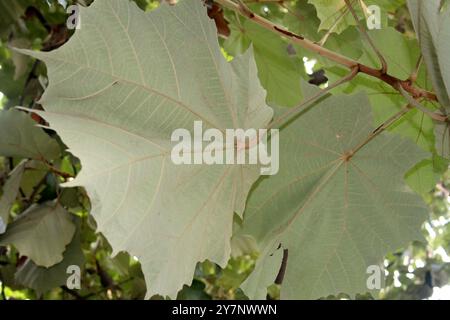 Picture showing bottom side of Bayur tree leaves (Pterospermum ...