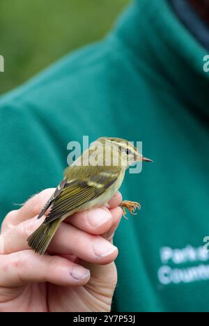 Yellow browed warbler Phylloscpus inornatus, trapped by net at Warnham ...
