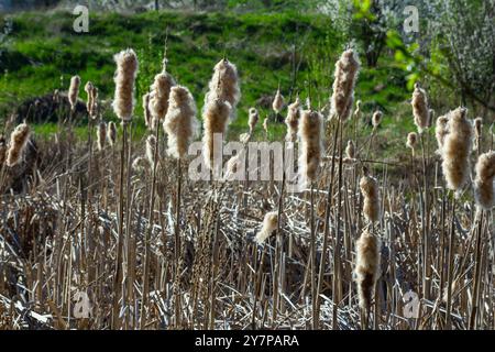 Swamp cattails Typha angustifolia Broadleaf brown flowers in spring ...