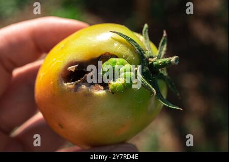 Garden parasites destroy tomatoes. Green caterpillar close-up Stock ...