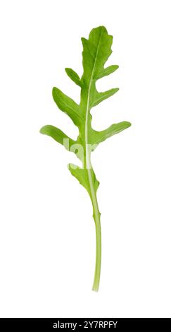 One fresh arugula leaf isolated on white Stock Photo - Alamy