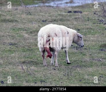 Sheep giving birth to twins, Seasalter, Kent, UK Stock Photo - Alamy