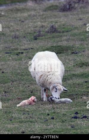 Sheep giving birth to twins, Seasalter, Kent, UK Stock Photo - Alamy