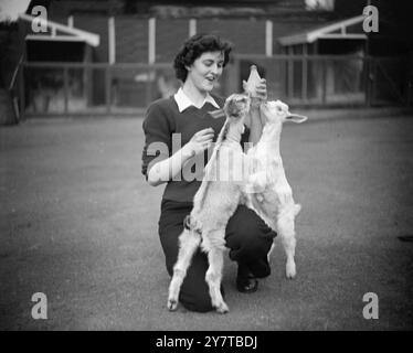 Baby Goat at London Zoo. This baby white goat at the London zoo, looks ...