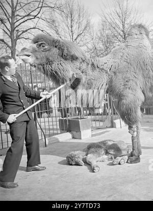 A camel is seen lying on the ground. Camel wrestling, a legacy of ...