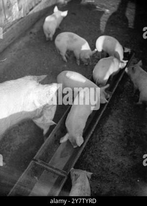 Pig at pig farm waiting for food Stock Photo - Alamy