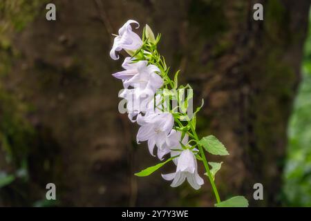 Campanula white flowers Stock Photo - Alamy