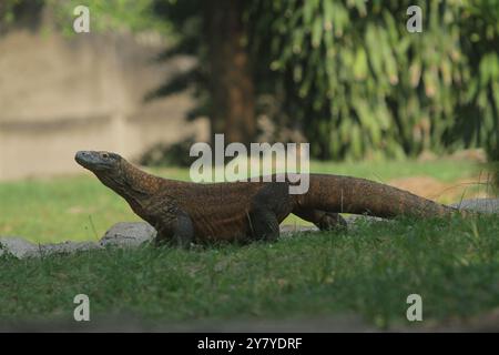 a Komodo dragon roams the bushes in the morning Stock Photo - Alamy